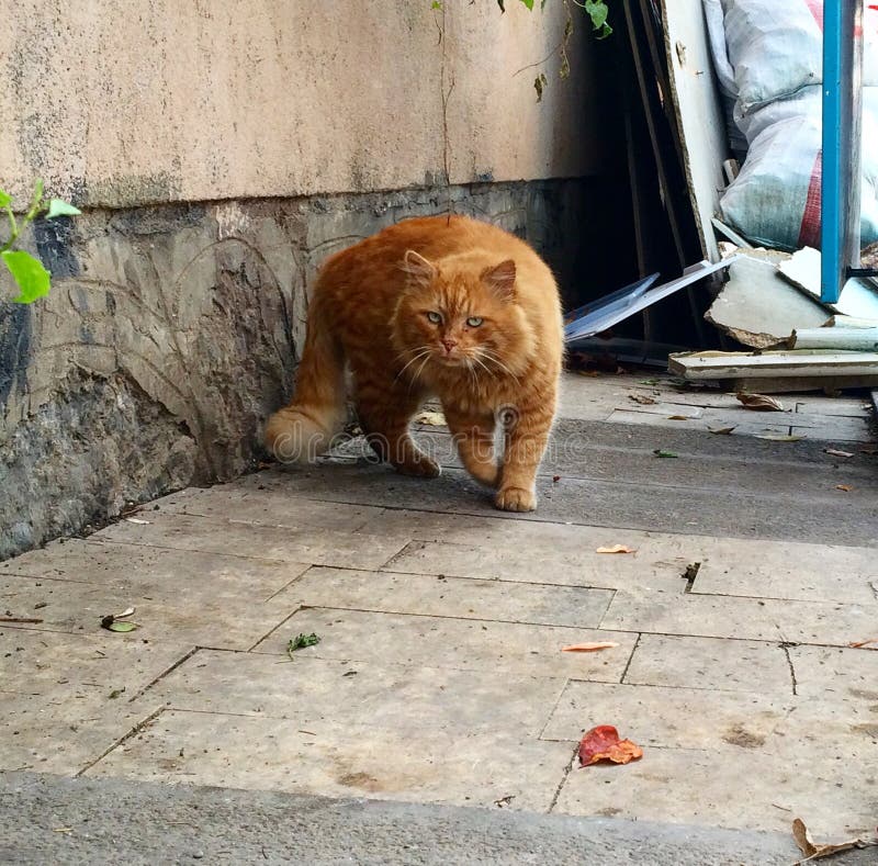 408 Angry Fat Cat Photos - Free & Royalty-Free Stock Photos from Dreamstime