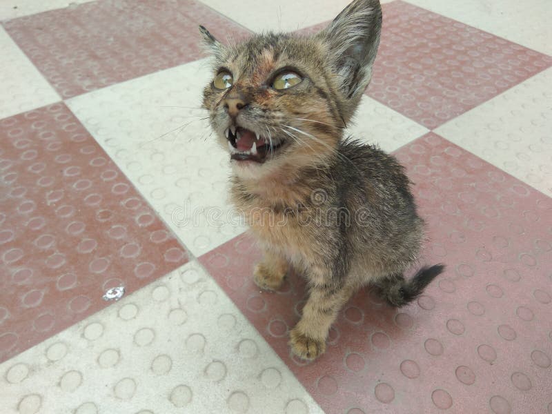 Cat stock image. Image of searching, little, mother1 - 91983373