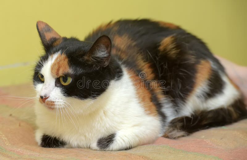 Cat with an angry look stock image. Image of fluffy - 141670693