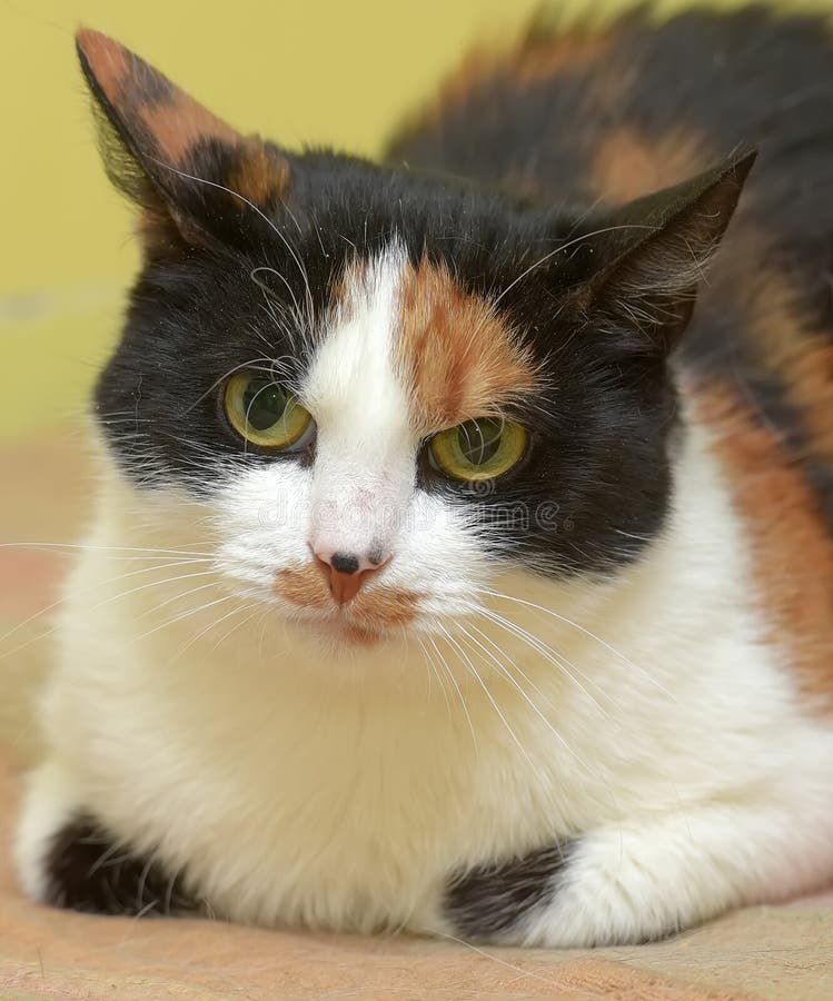 Angry tricolor cat lies stock photo. Image of front - 181428766