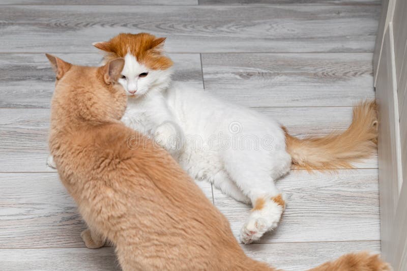 The Cat is Angry and Preparing To Attack. Stock Image - Image of ...