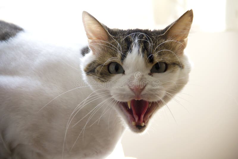 Angry tabby cat stock image. Image of mammal, close, fauna - 83295733