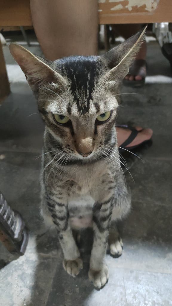 Cat Angry Time hehe stock image. Image of kitten, carnivore - 262146993