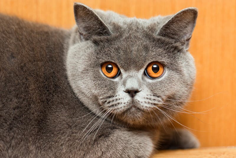 Cat animal stock photo. Image of kitten, watching, mammal - 17435470