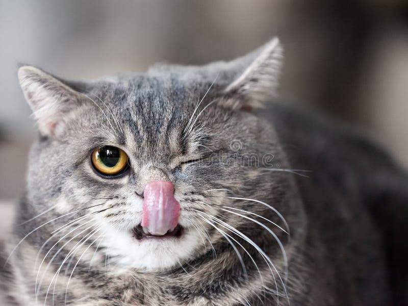 Cat animal stock image. Image of cute, domestic, beautiful - 23762347