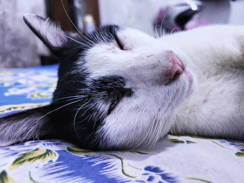 Cat Animal Cute Fun Sweet Black White Sleep Stock Photo - Image of cute ...