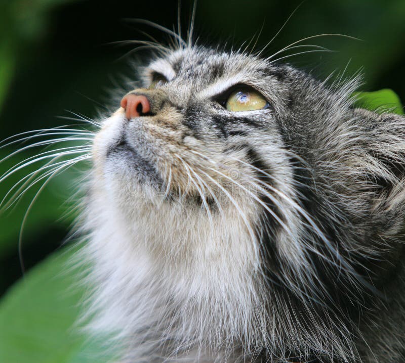 Cat Animal Head Close Up Picture. Image: 9716371