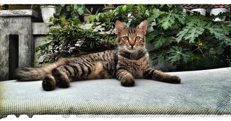 Cat animal kucing stock image. Image of kucing, mammal - 210165611