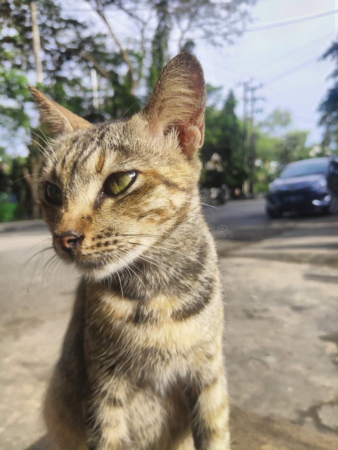 1,798 Animal Lair Stock Photos - Free & Royalty-Free Stock Photos from ...