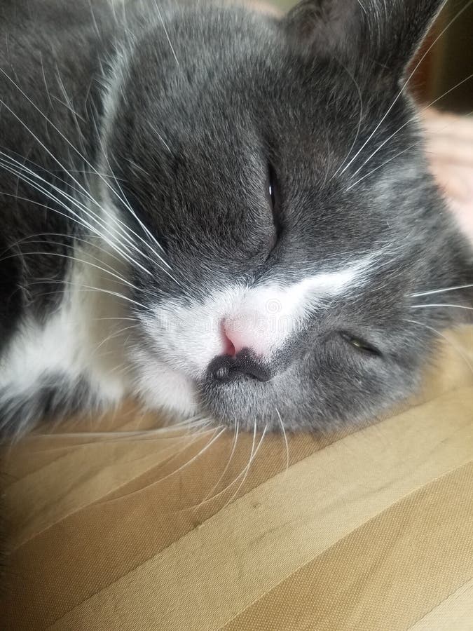 Napping Cat stock photo. Image of male, mammal, whiskers - 16879246