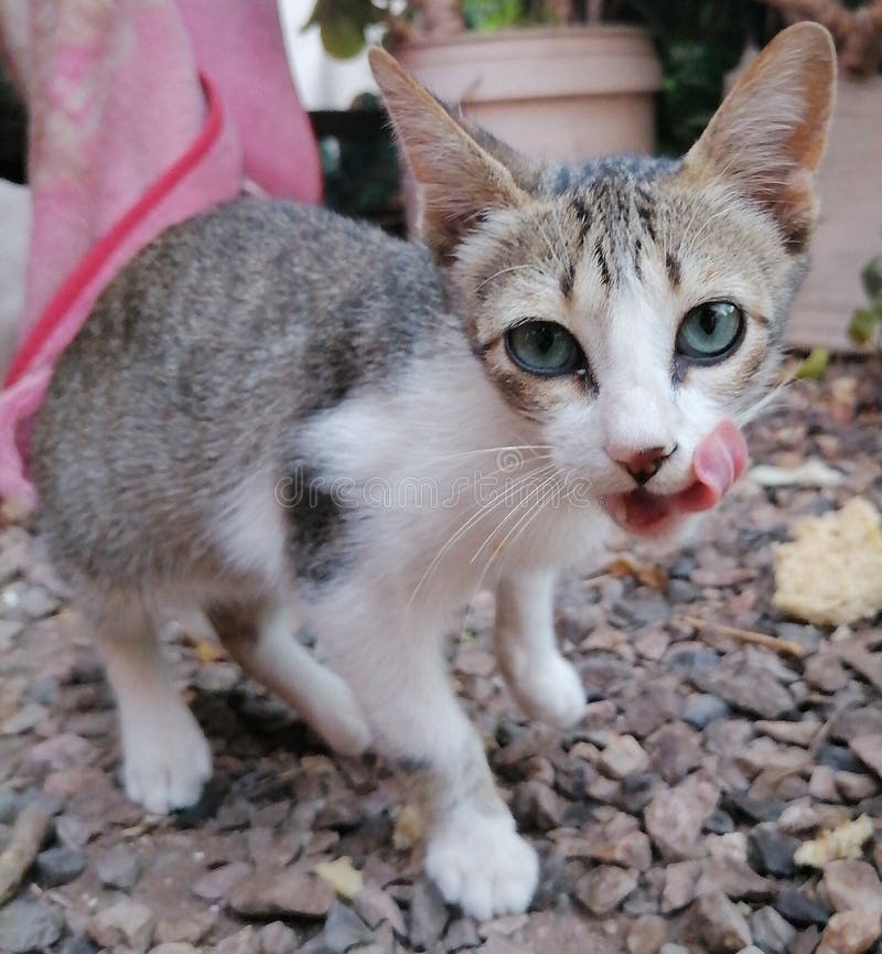 Ravenous Stone Blue Eyes Stock Photos - Free & Royalty-Free Stock ...