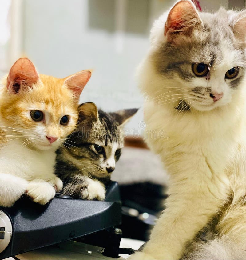 Cat the animal stock image. Image of snout, skin, animal - 363593593