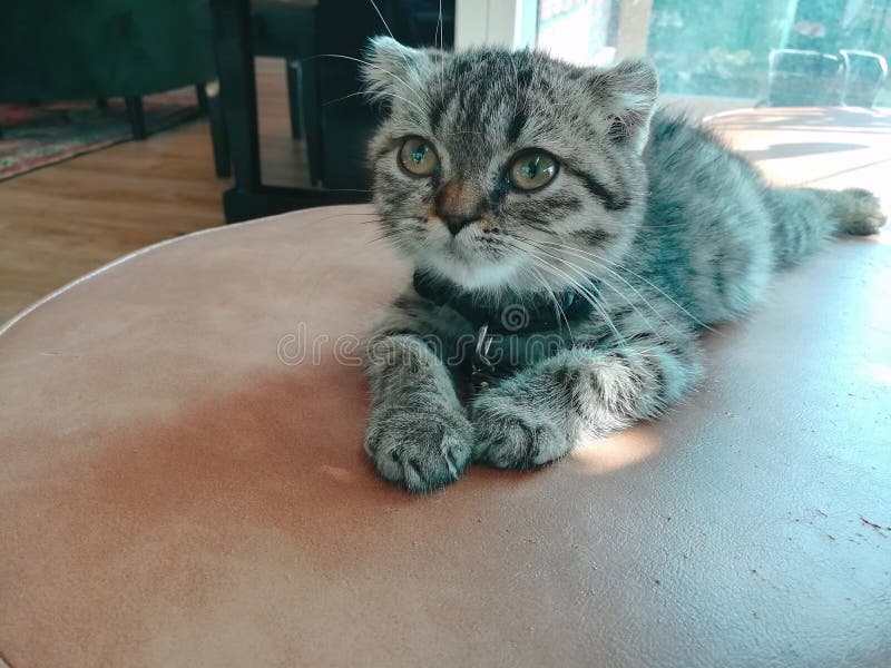 Cat Animals Pet Friends Outdoor Cutecat Stock Image - Image of outdoor ...