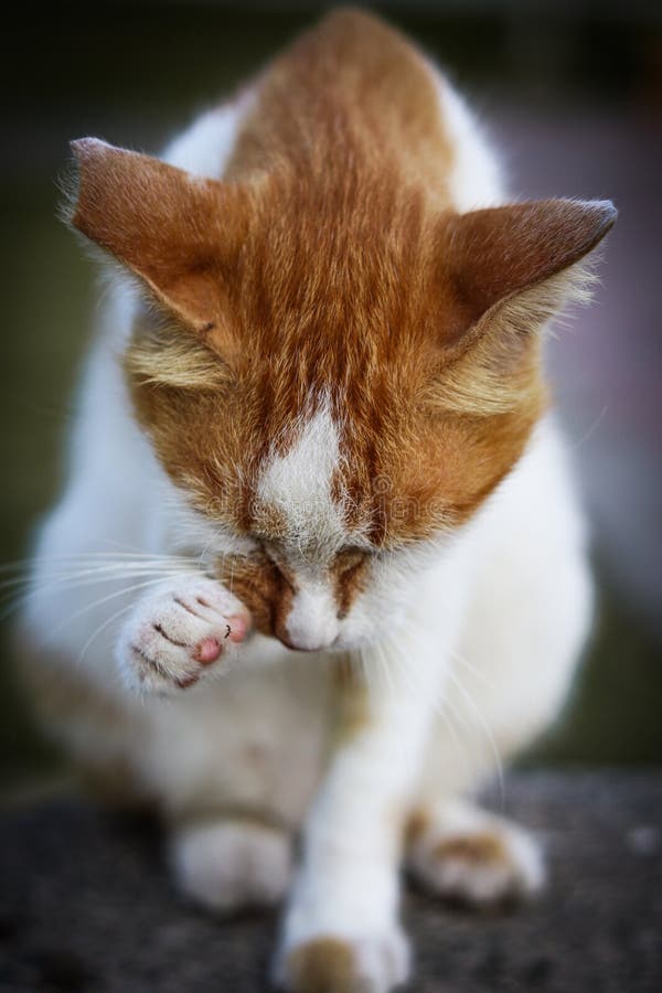 Cat Animals Pet Sad Cat Cute Cat Dp Stock Photo - Image of cute ...