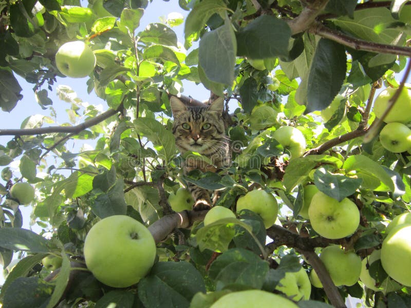 Apple Stock Photos - Download 839,167 Royalty Free Photos