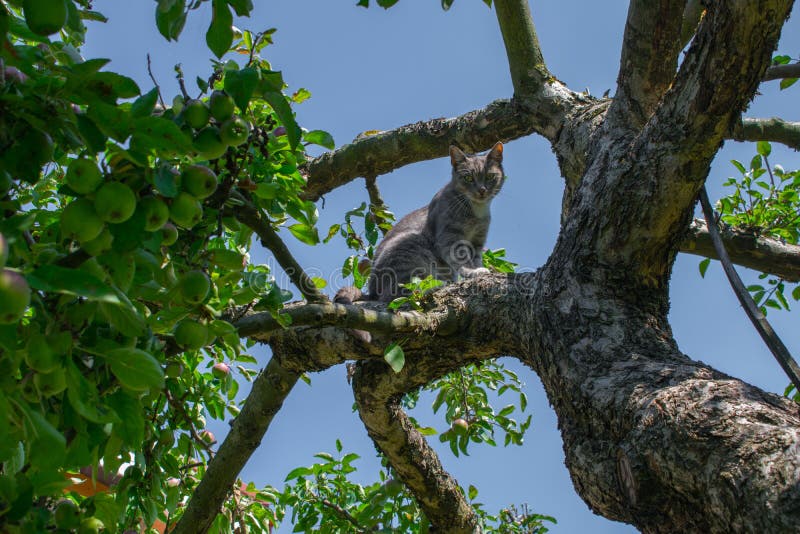 Cat in the apple tree stock photo. Image of branch, sunlight - 107799986