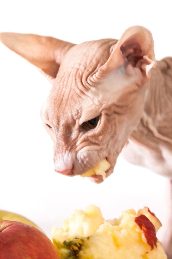 Cat with apples stock image. Image of food, nutrition - 25534123