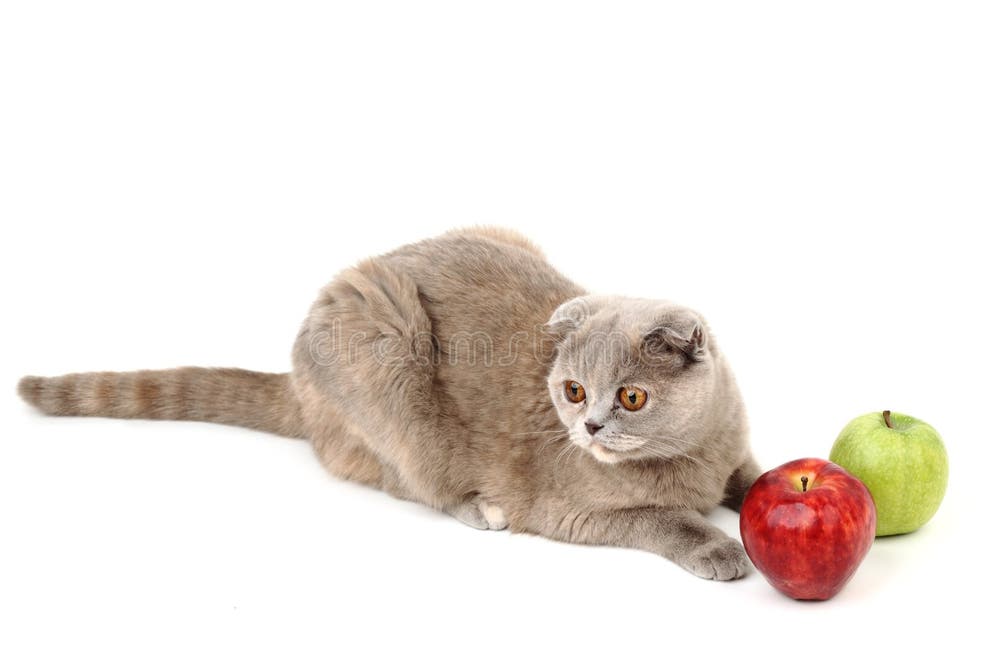 Cat apples stock image. Image of mammal, apple, animal - 26028187
