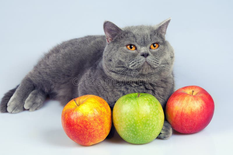 Cat apples stock image. Image of gray, freshness, healthy - 20726999