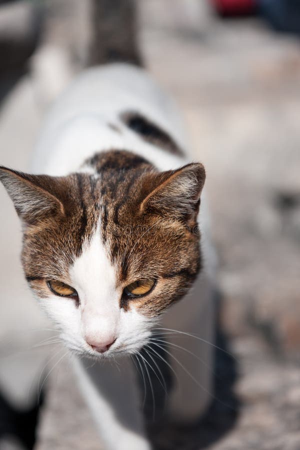 Cat approaching stock image. Image of walk, white, homeless - 54434169
