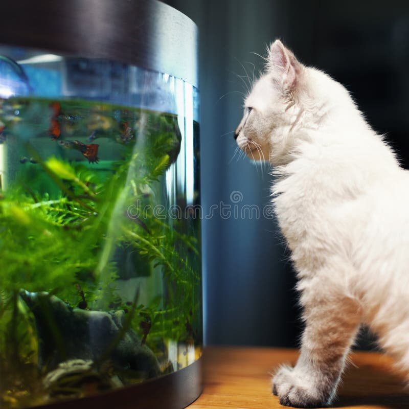 Cat and aquarium stock image. Image of hungry, watch - 255063903