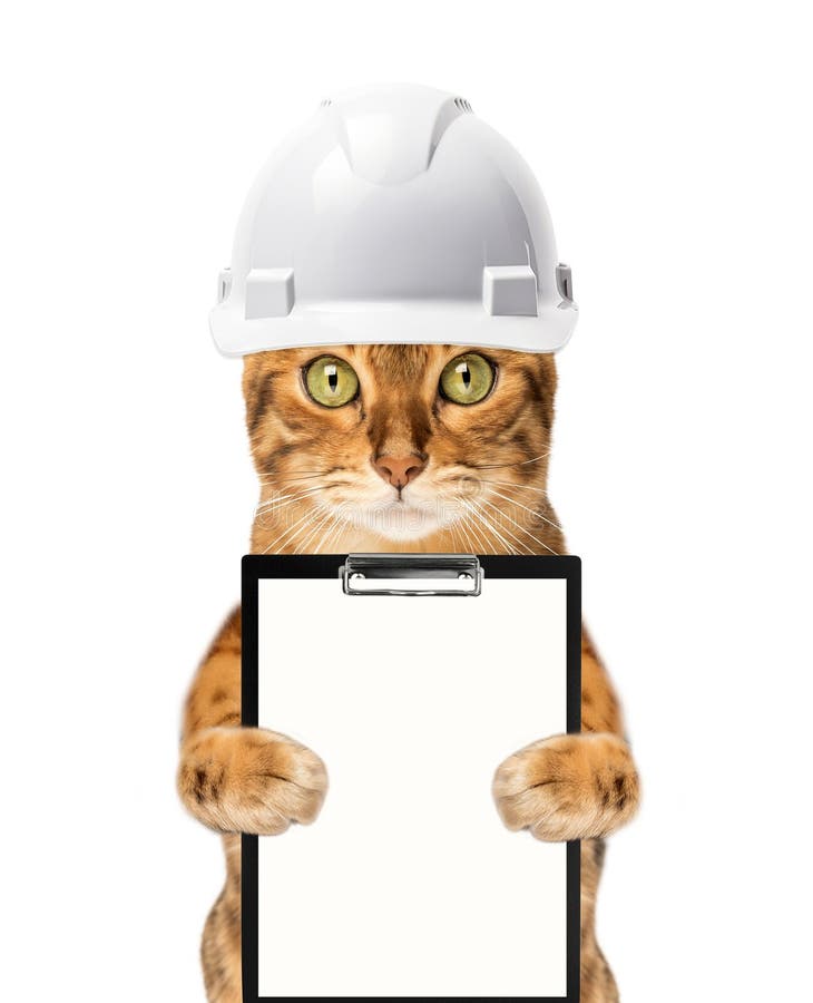 Cat Architect in a Helmet and with a Clipboard, Isolated on a White ...