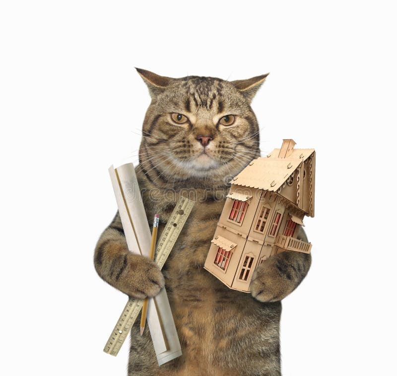 237 Cat Architect Stock Photos - Free & Royalty-Free Stock Photos from ...