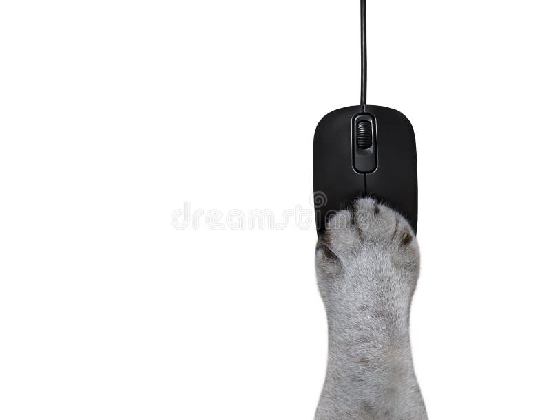 167 Mouse Black Cat Computer Stock Photos - Free & Royalty-Free Stock ...