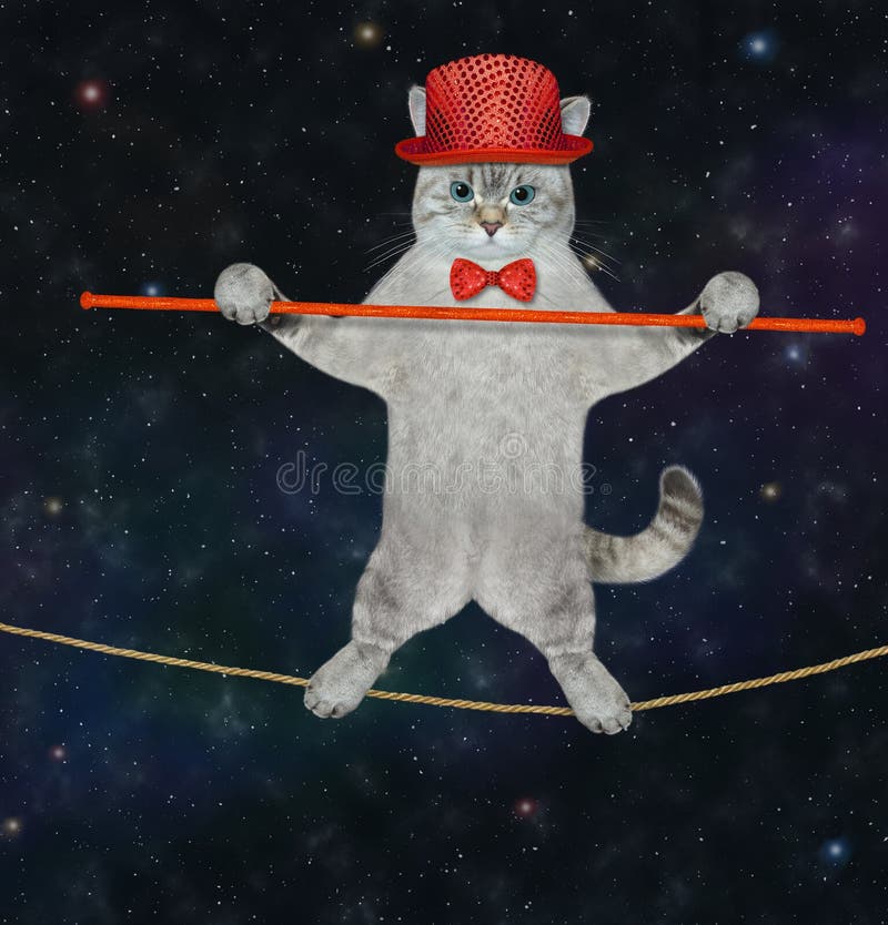 Cat Ashen with Pole Walks on Tightrope at Night Stock Photo - Image of ...