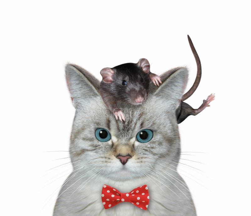 Bow Tie Rat Stock Photos - Free & Royalty-Free Stock Photos from Dreamstime