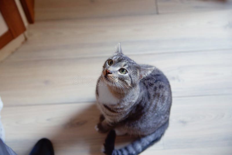 Cat Asking For Food Stock Image Image Of Precious Tabby 78440269