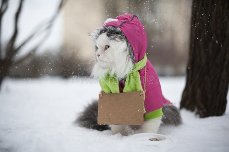 Cat asks for help stock image. Image of rescue, help - 37728669