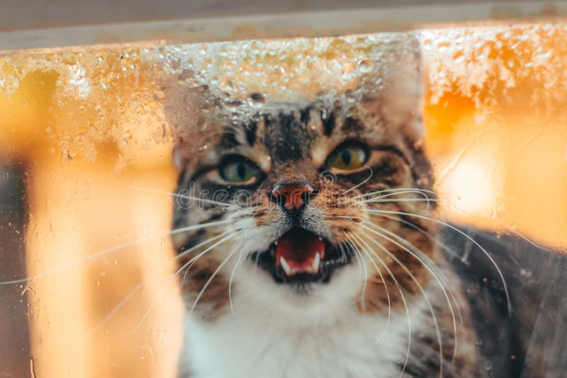 The Cat Asks To Go Home through the Window. the Concept of Caring for ...