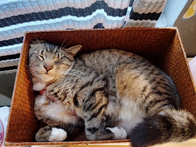 Cat Asleep in a Box stock image. Image of snout, mammal - 190733895