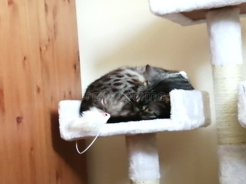 Pet mouse stock image. Image of rodent, brown, blue, black - 16835829