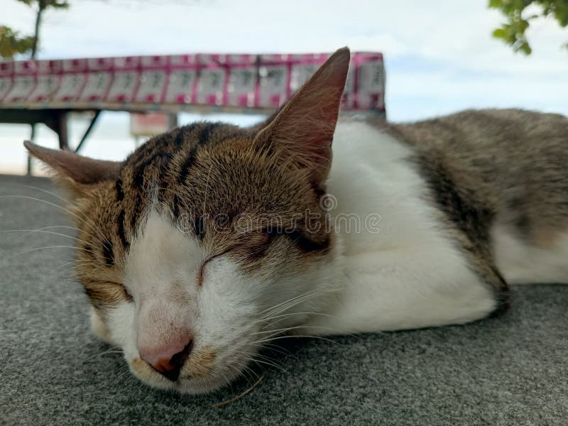 The cat is asleep stock image. Image of tiny, hairy - 352514623