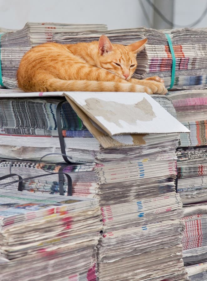Cat asleep at work stock image. Image of professional - 7658177