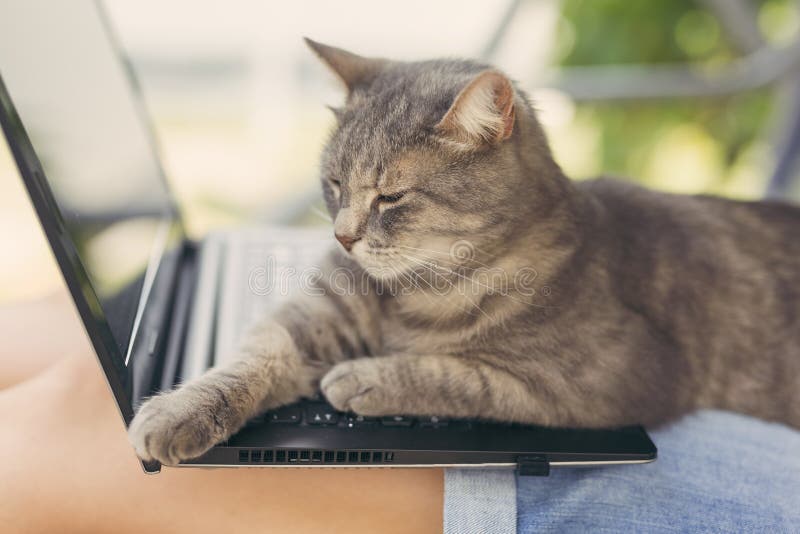 Cat assistant stock image. Image of equipment, person - 109476841