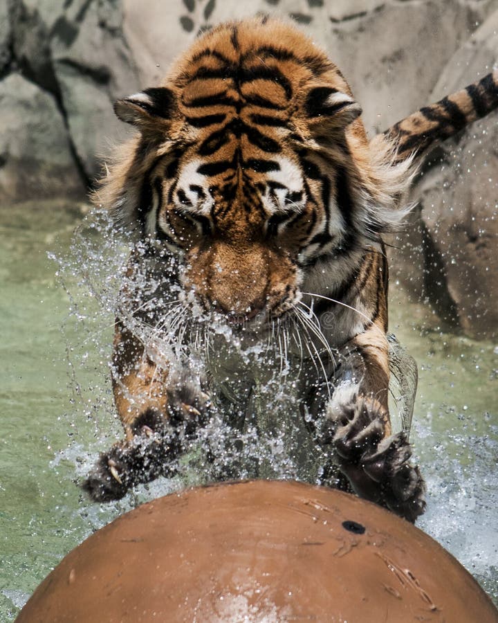 Royal Bengal Tiger Attack Wallpaper Royal Bengal Tiger Photos,
