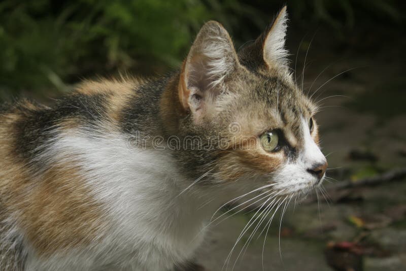 Cat in attack position stock image. Image of position - 114664665