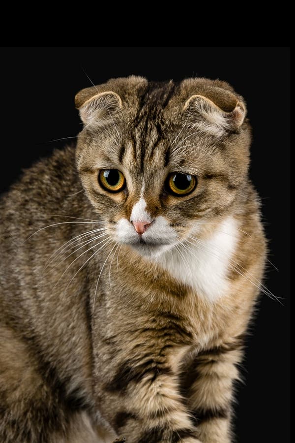 A Cat with an Attentive and Purposeful Look Stock Photo - Image of ...