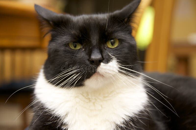 Cat with attitude stock photo. Image of attitude, claws - 42227372