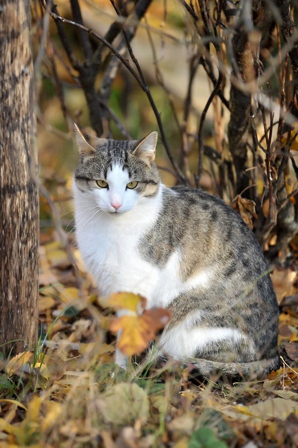 Cat in autumn day stock photo. Image of fluffy, animal - 34646262