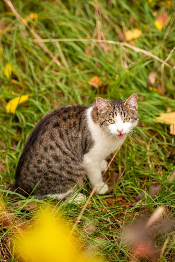 A Cat in an Autumn Park with Its Mouth Open . the Cat Calls the Owner ...