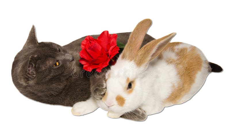 Cat with baby bunny stock image. Image of domestic, isolated - 66466731