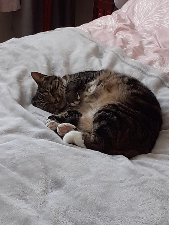 Cat on back stock image. Image of back, carnivore, textile - 191678189