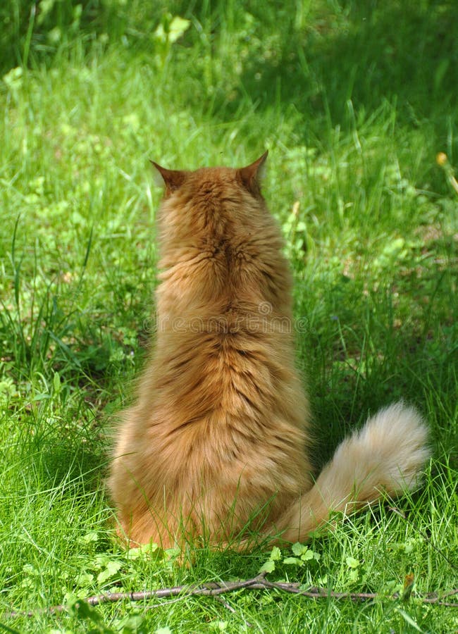 Cat back stock image. Image of back, hunter, darling - 31604123