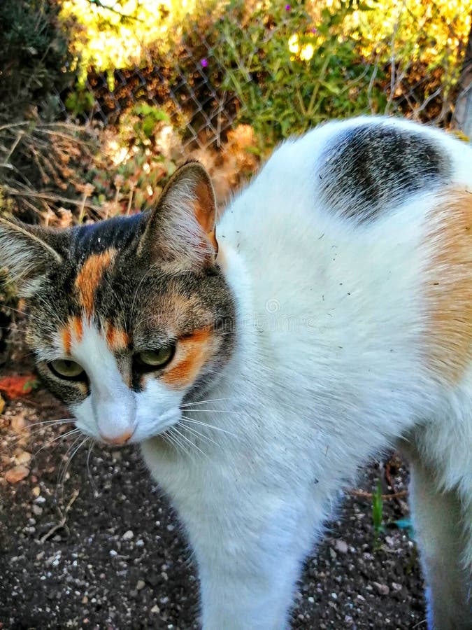 Cat Back Stretch Stretching with Black Grey Spots and Orange Spots ...