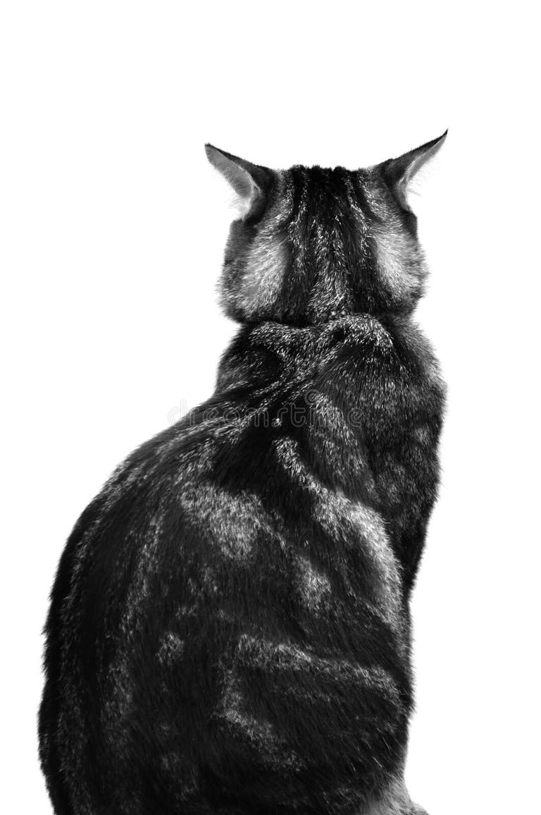 5,108 Cat Back View Stock Photos - Free & Royalty-Free Stock Photos ...