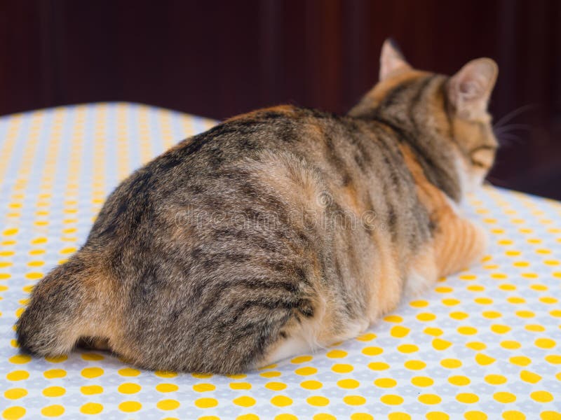Cat from Back View stock photo. Image of domestic, kitten - 96818372